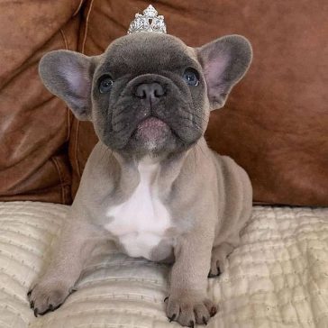 14 Facts About French Bulldogs That Will Make You Smile | PetPress