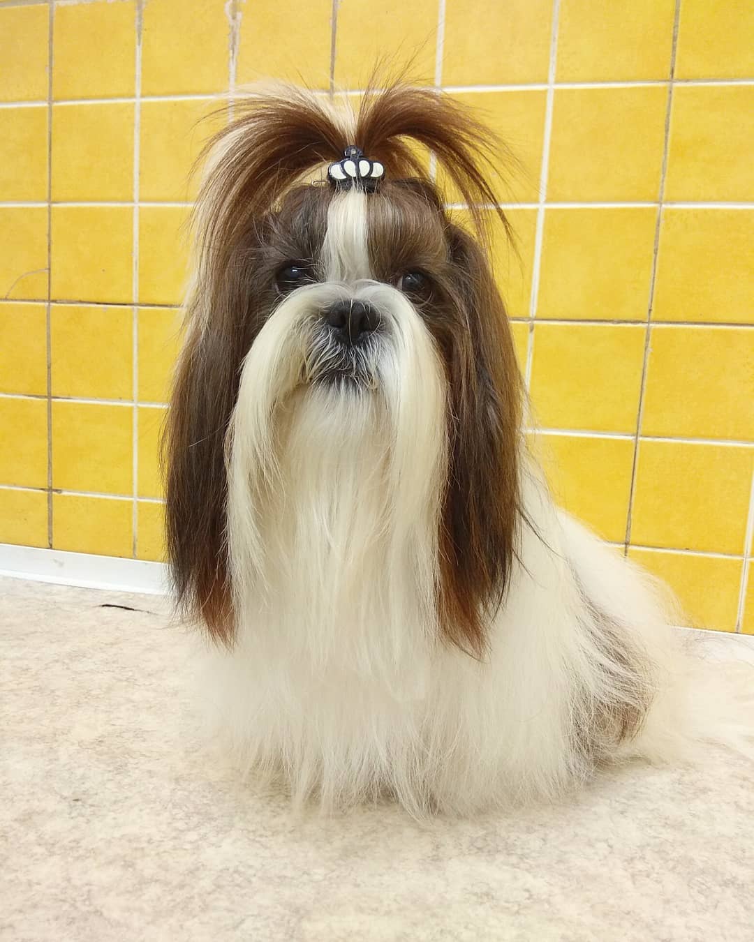 14 Delightful Facts About Shih Tzu - PetPress