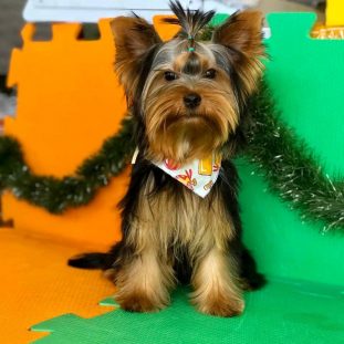 14 Amazing Facts About Yorkshire Terriers | PetPress