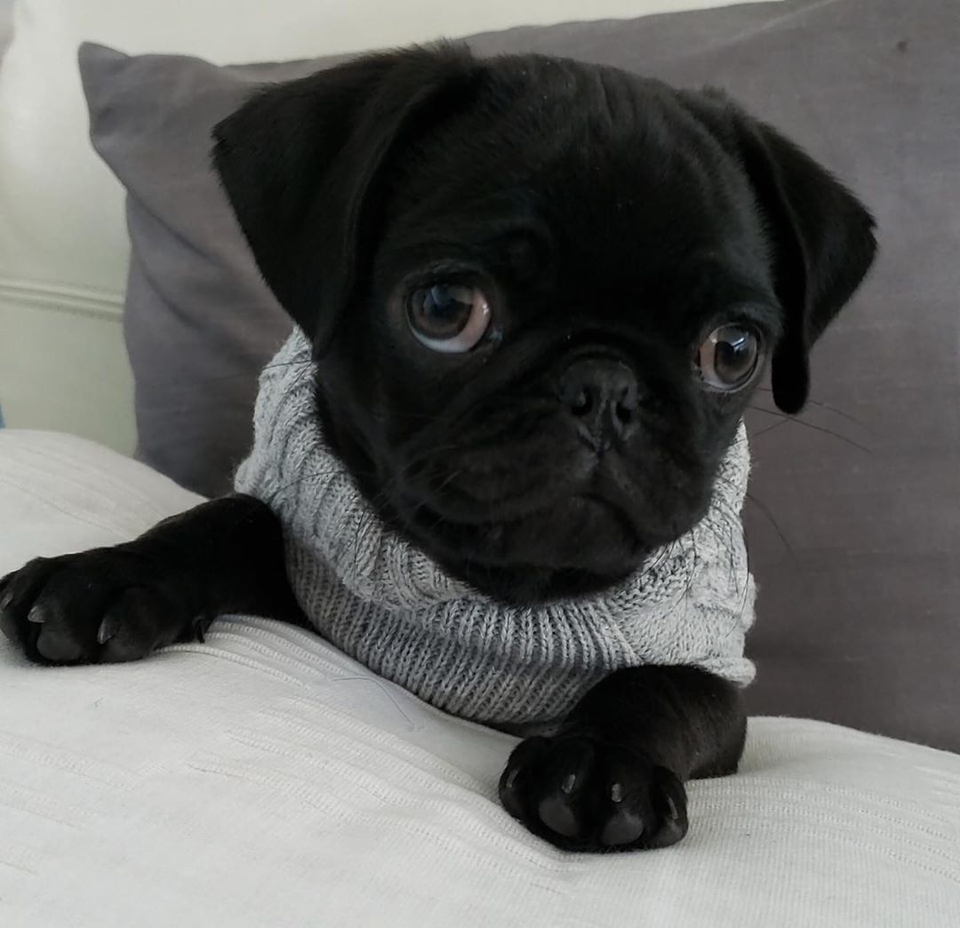 14 Magnificent Facts About Pugs | Page 2 of 4 | PetPress