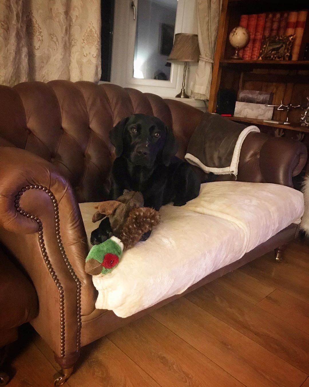 14 Peachy Facts About Labrador Retrievers | PetPress