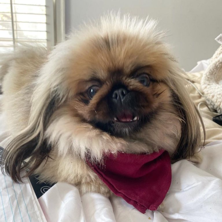 14 Interesting Facts About Pekingese | PetPress