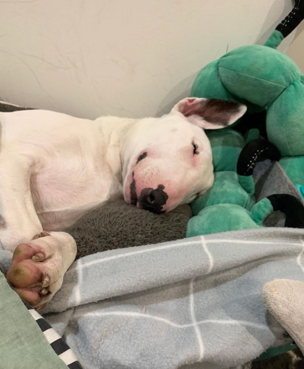 14 Reasons Why Bull Terriers Love To Sleep | PetPress