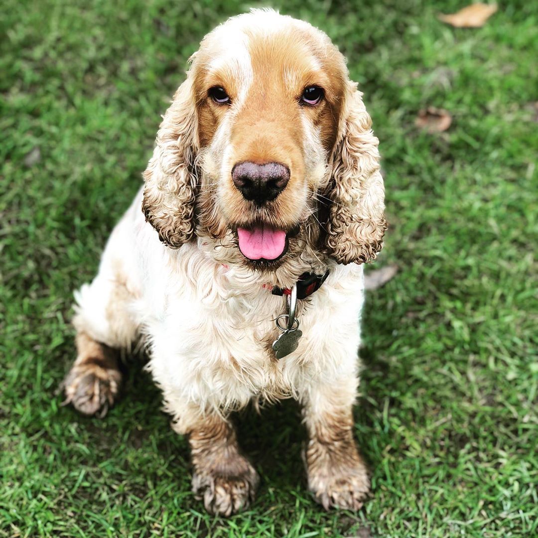 14 Magnificent Facts About English Cocker Spaniels | Page 2 of 4 | PetPress