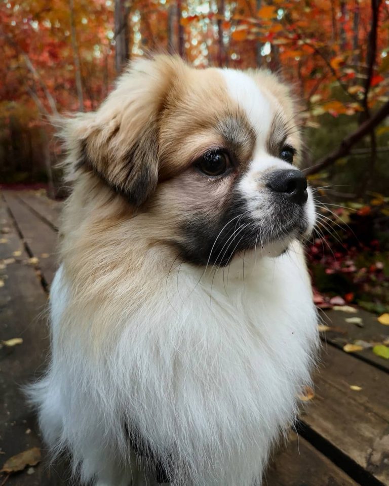14 Things You Might Not Know About Tibetan Spaniel Dogs - PetPress
