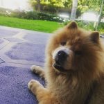 14 Cool Facts About Chow Chows | Page 2 of 3 | PetPress