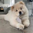 14 Cool Facts About Chow Chows | PetPress