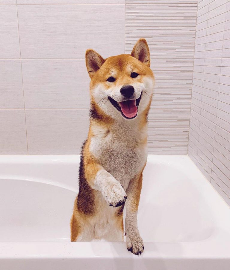 16 Tips From Shiba Inu To Be As Happy As They Are | PetPress