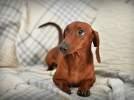14 Facts You Should Know About Dachshunds | PetPress