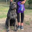 15 Amazing Facts About Cane Corso | PetPress
