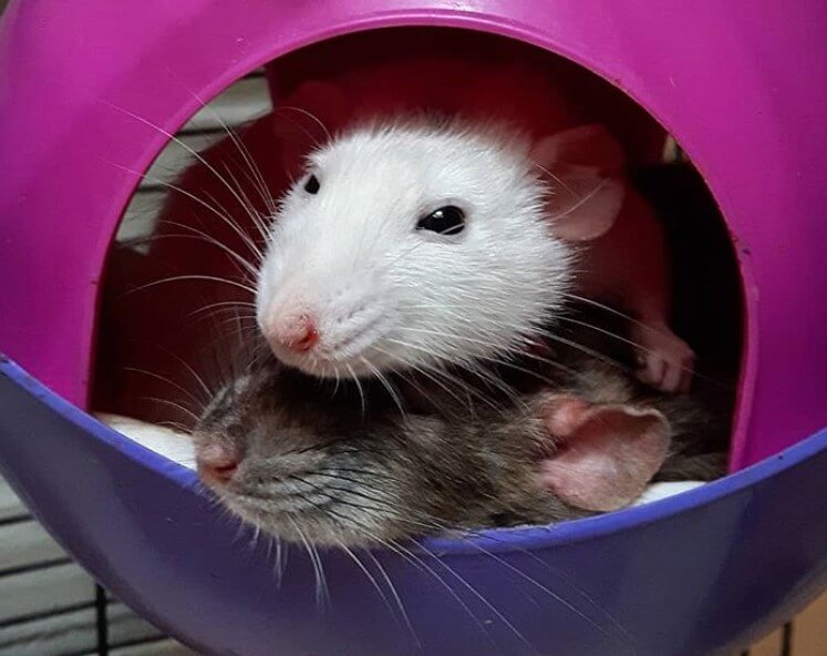 Top 550+ Best Names for Pet Rats - The Ultimate Rat Name List | PetPress