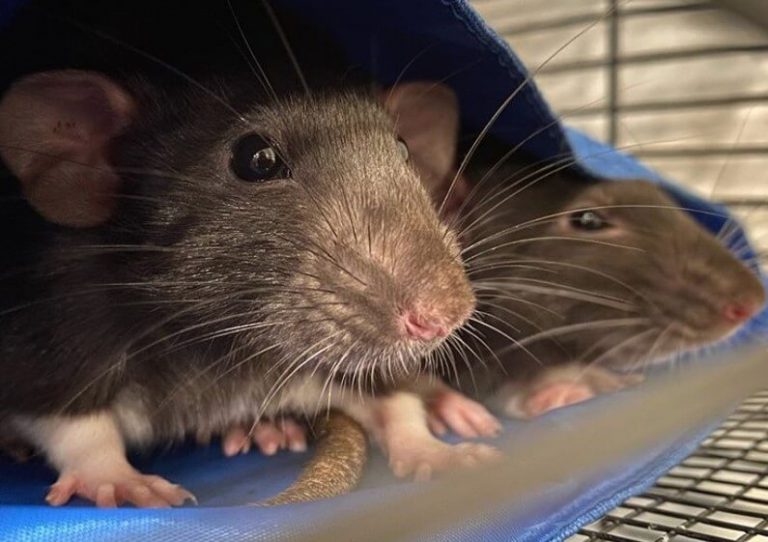 Top 550+ Best Names for Pet Rats - The Ultimate Rat Name List | PetPress