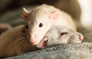 Top 550+ Best Names for Pet Rats - The Ultimate Rat Name List | PetPress
