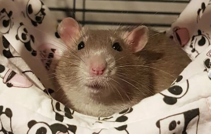 Top 550+ Best Names for Pet Rats - The Ultimate Rat Name List | PetPress