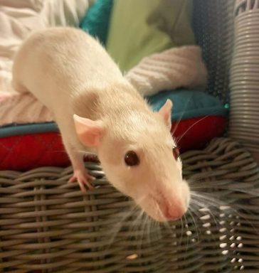 Top 550+ Best Names for Pet Rats - The Ultimate Rat Name List | PetPress