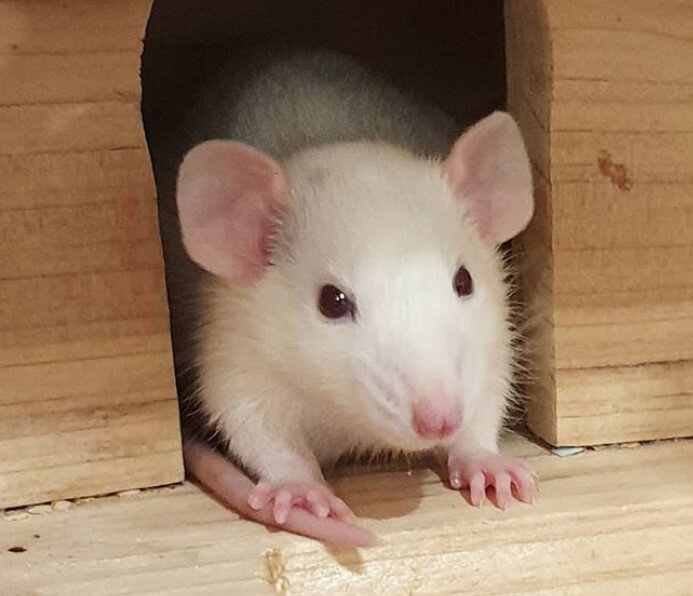 Top 550+ Best Names for Pet Rats - The Ultimate Rat Name List | PetPress