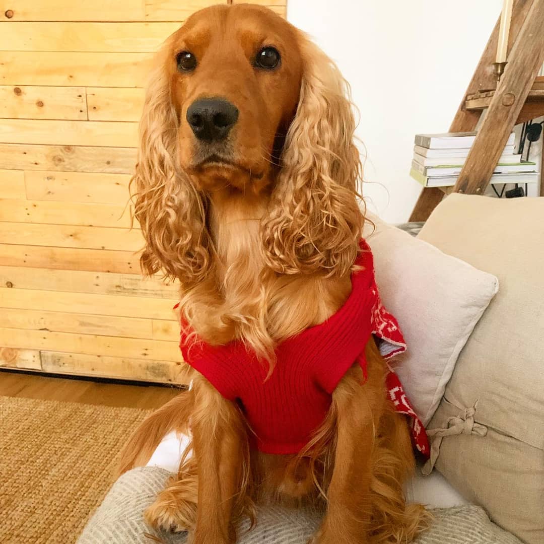 14 Facts About English Cocker Spaniels | Page 3 of 4 | PetPress