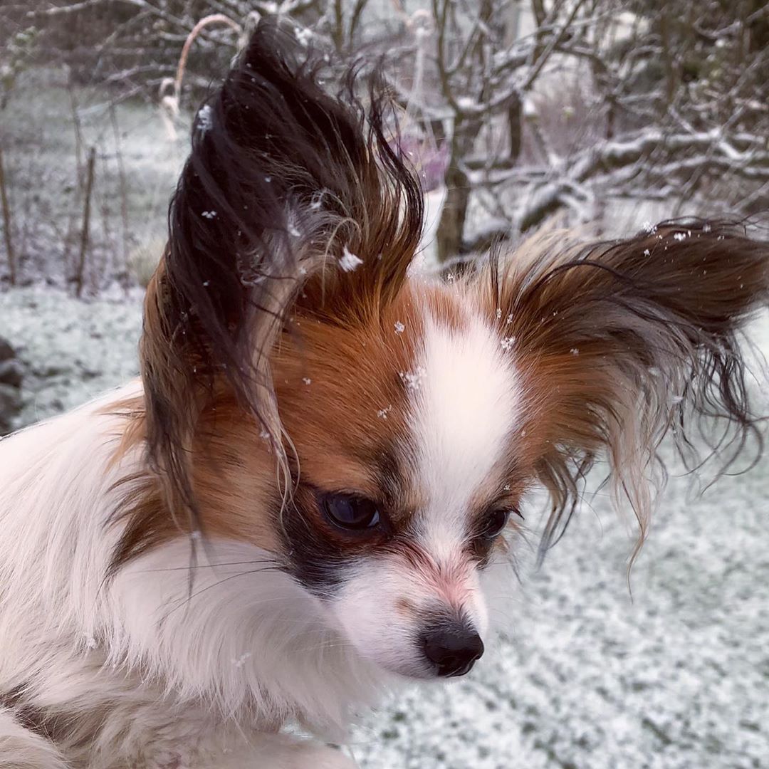 14 Beautiful Facts About Papillons | Page 3 of 4 | PetPress