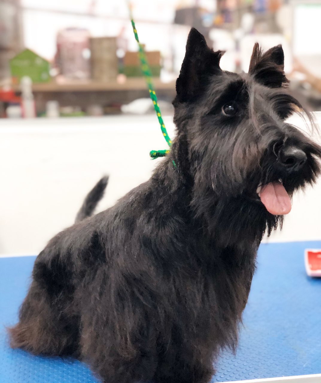 14 Astonishing Facts About Scottish Terriers | PetPress