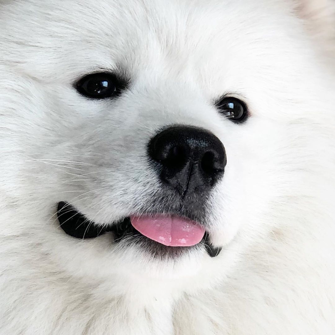 14 Facts About Fluffy Samoyeds | Page 2 of 4 | PetPress