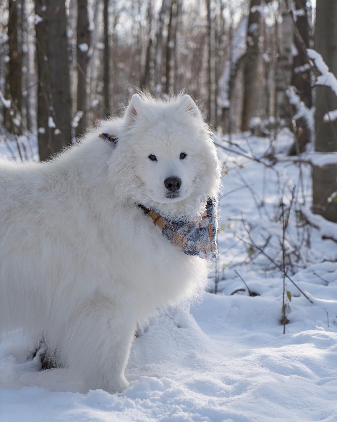 14 Facts About Fluffy Samoyeds | Page 2 of 4 | PetPress