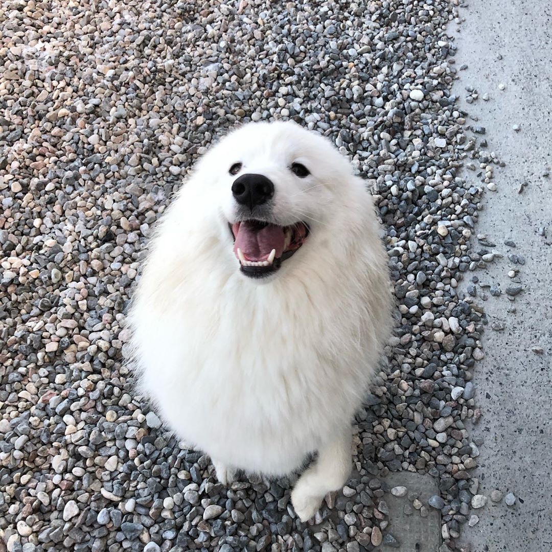 14 Facts About Fluffy Samoyeds | Page 2 of 4 | PetPress