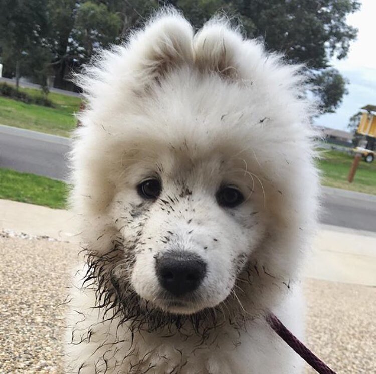 14 Facts About Fluffy Samoyeds | PetPress