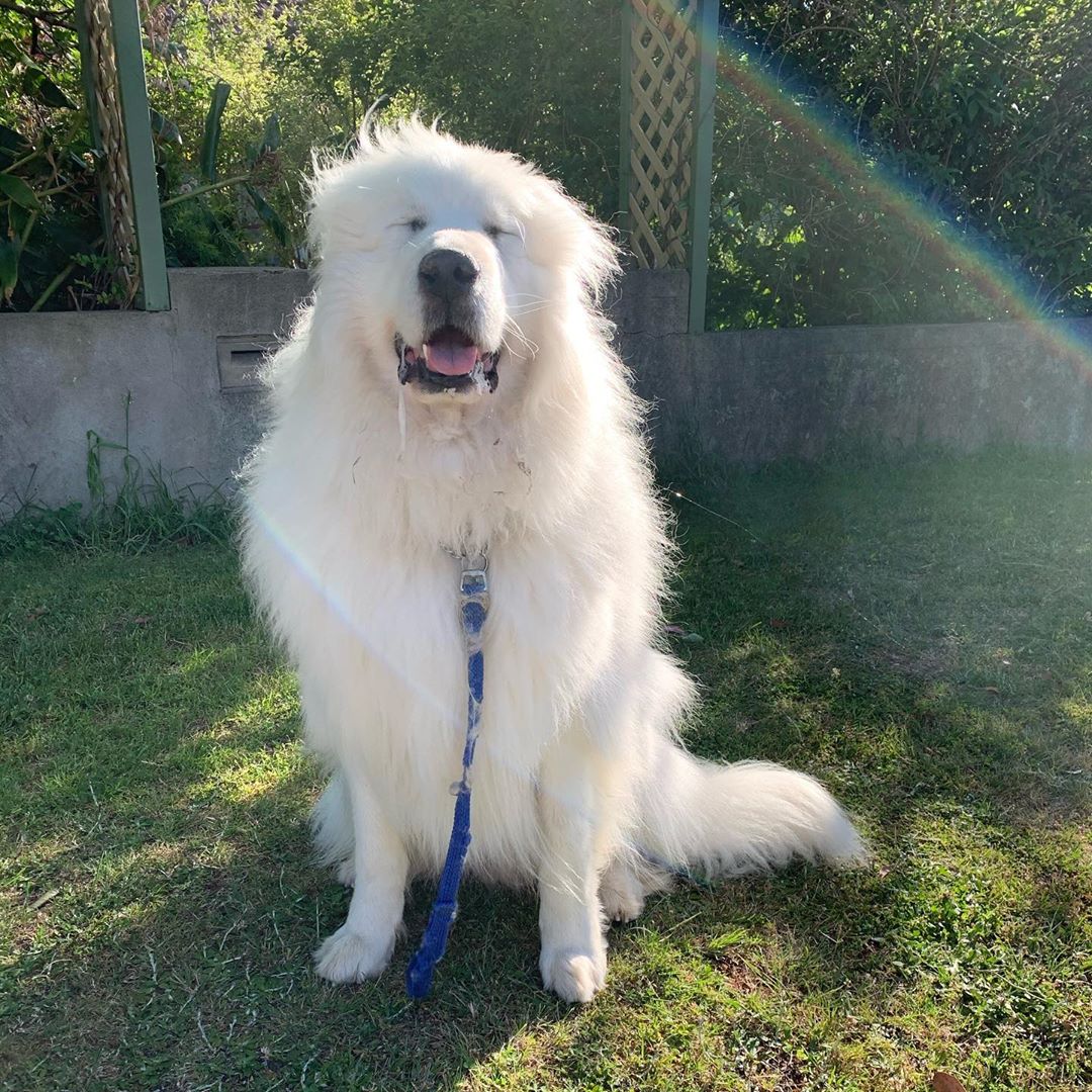 14 Massive Facts About The Great Pyrenees | PetPress