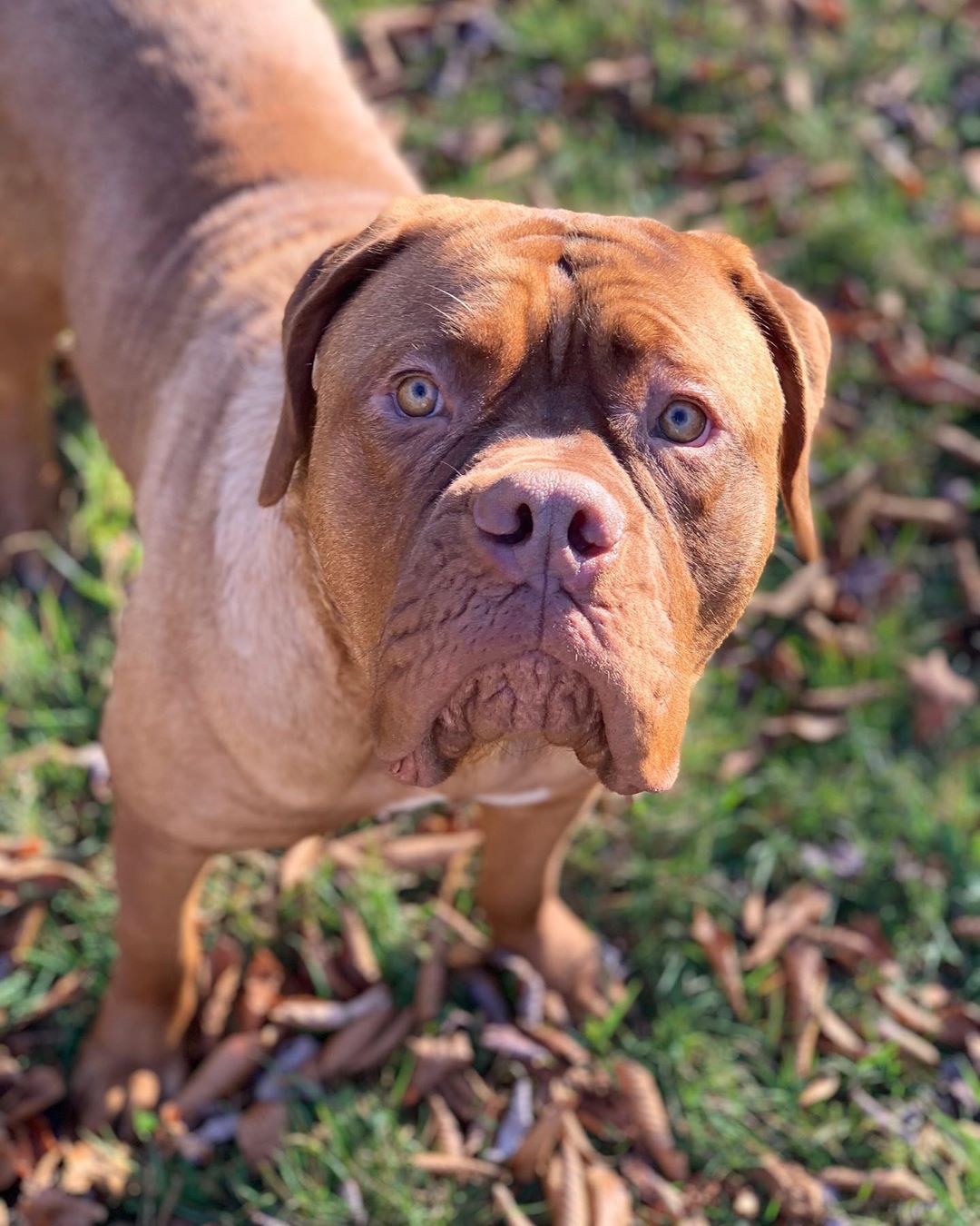 14 Magnificent Facts About The Dogue de Bordeaux | PetPress