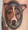13 Realistic Tattoos For Jack Russell Terrier Lovers | PetPress
