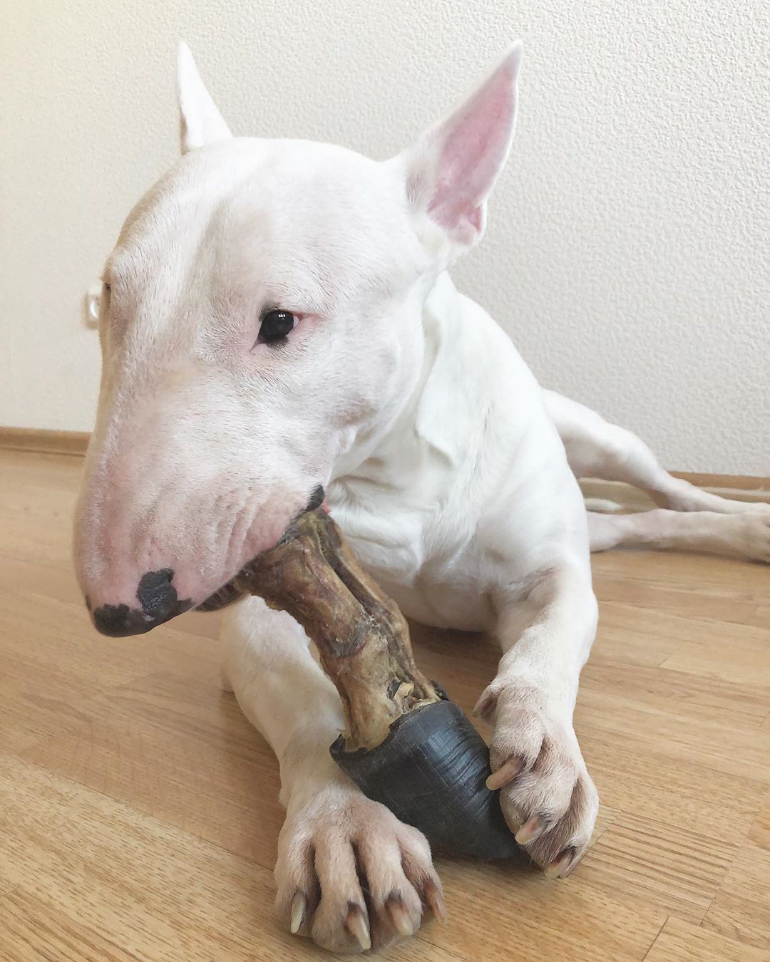 14 Robust Facts About Bull Terriers | PetPress