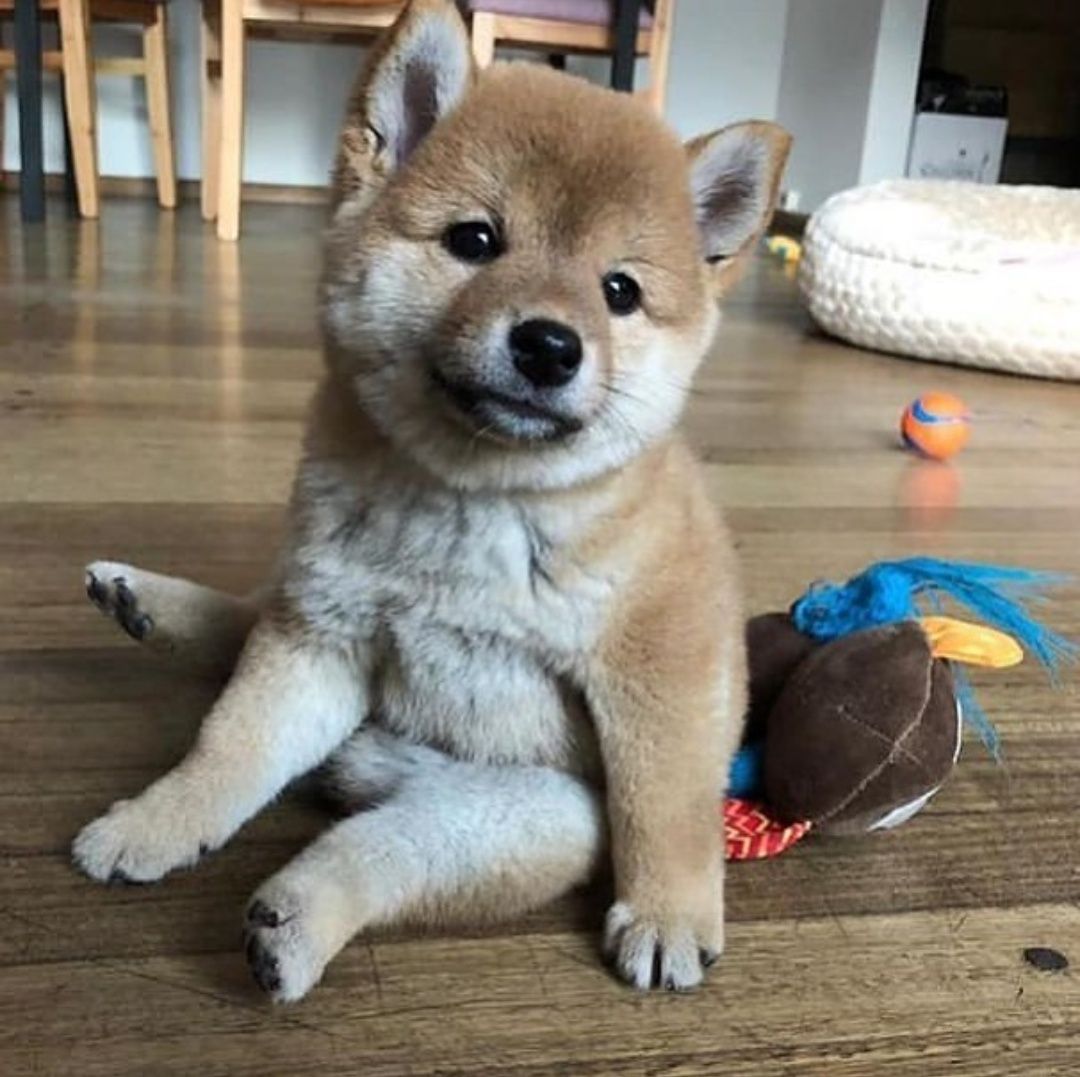 14 Pictures of Shiba Inu Proving That They Are The Best Friends Ever ...