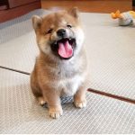 15 Photos Of Shiba Inu That Will Make You Fall In Love With Them - PetPress