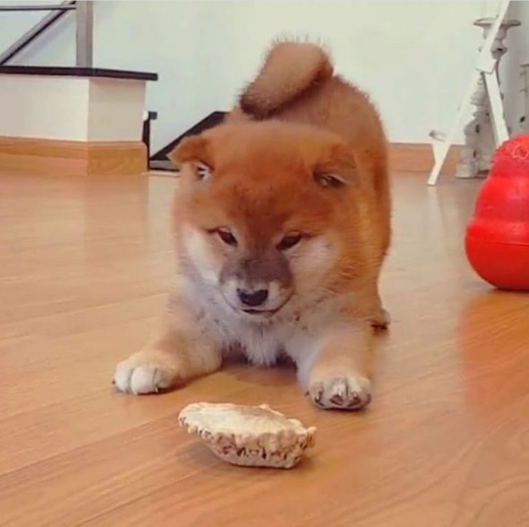 14 Lovely Pictures Of Shiba Inu That Will Brighten Your Day | PetPress