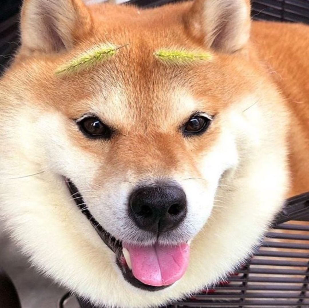 14 Lovely Pictures Of Shiba Inu That Will Brighten Your Day | PetPress