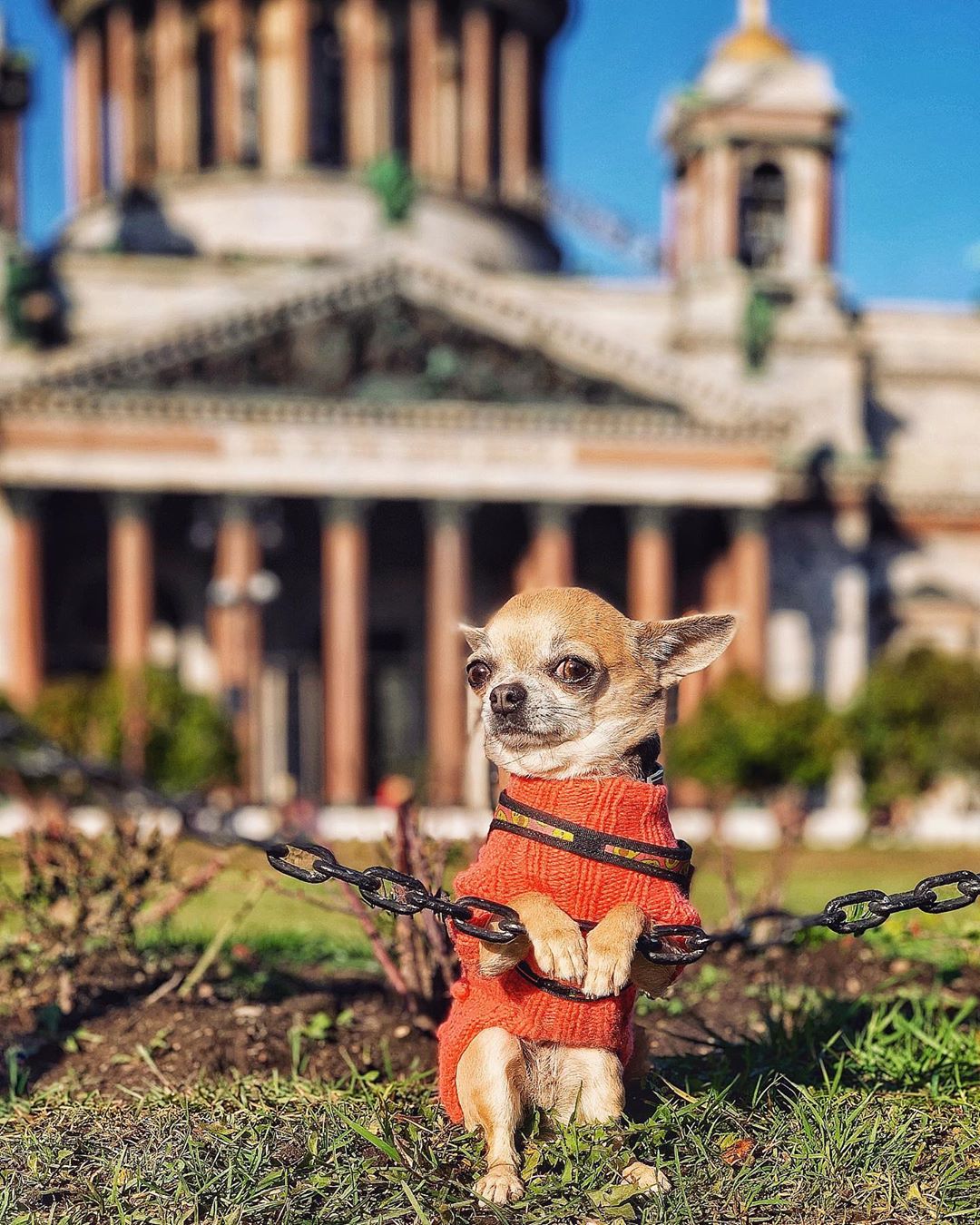 14 Facts About Chihuahuas | PetPress
