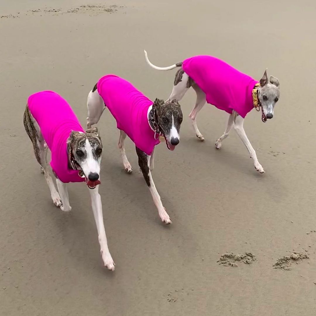 14 Delightful Facts About Whippet Dogs | PetPress