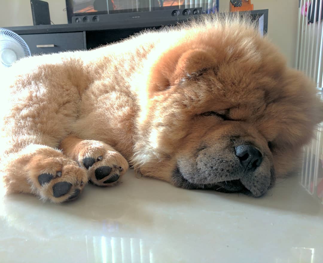 14 Fluffy Facts About Chow Chows | PetPress
