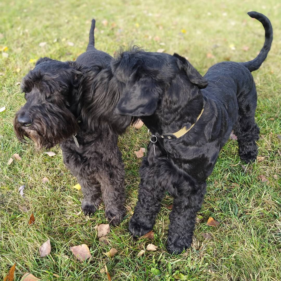14 Huge Facts About Giant Schnauzers | PetPress