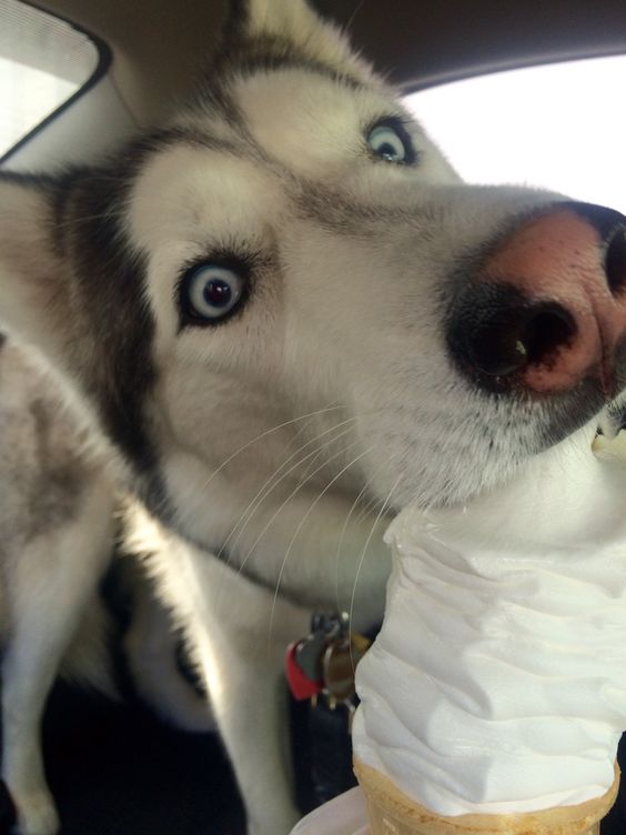 14 Pictures That Prove Huskies Are The Funniest Breed - Page 3 of 4 ...