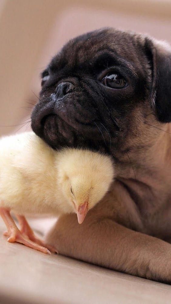 15 Reasons Why Pugs Are The Best | PetPress