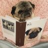 15 Reasons Why Pugs Are The Best | PetPress