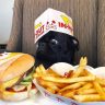 15 Reasons Why Pugs Are The Best | PetPress