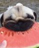 15 Reasons Why Pugs Are The Best | PetPress