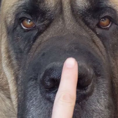 14 Facts About the Mastiff You Should Care About | PetPress