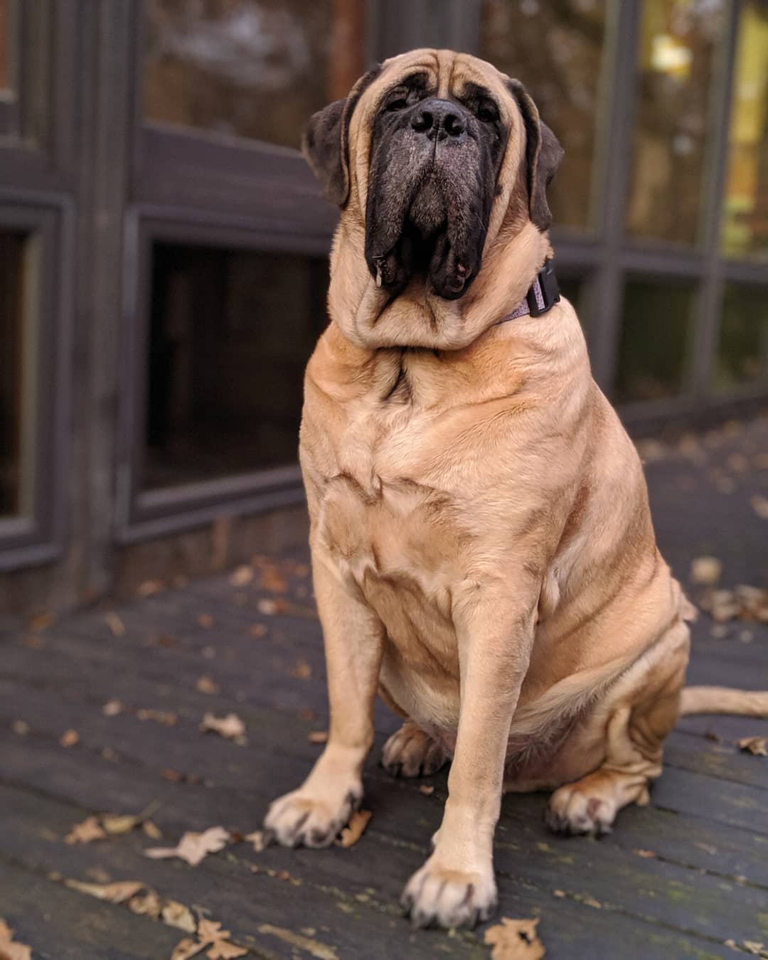 14 Facts About the Mastiff You Should Care About | PetPress