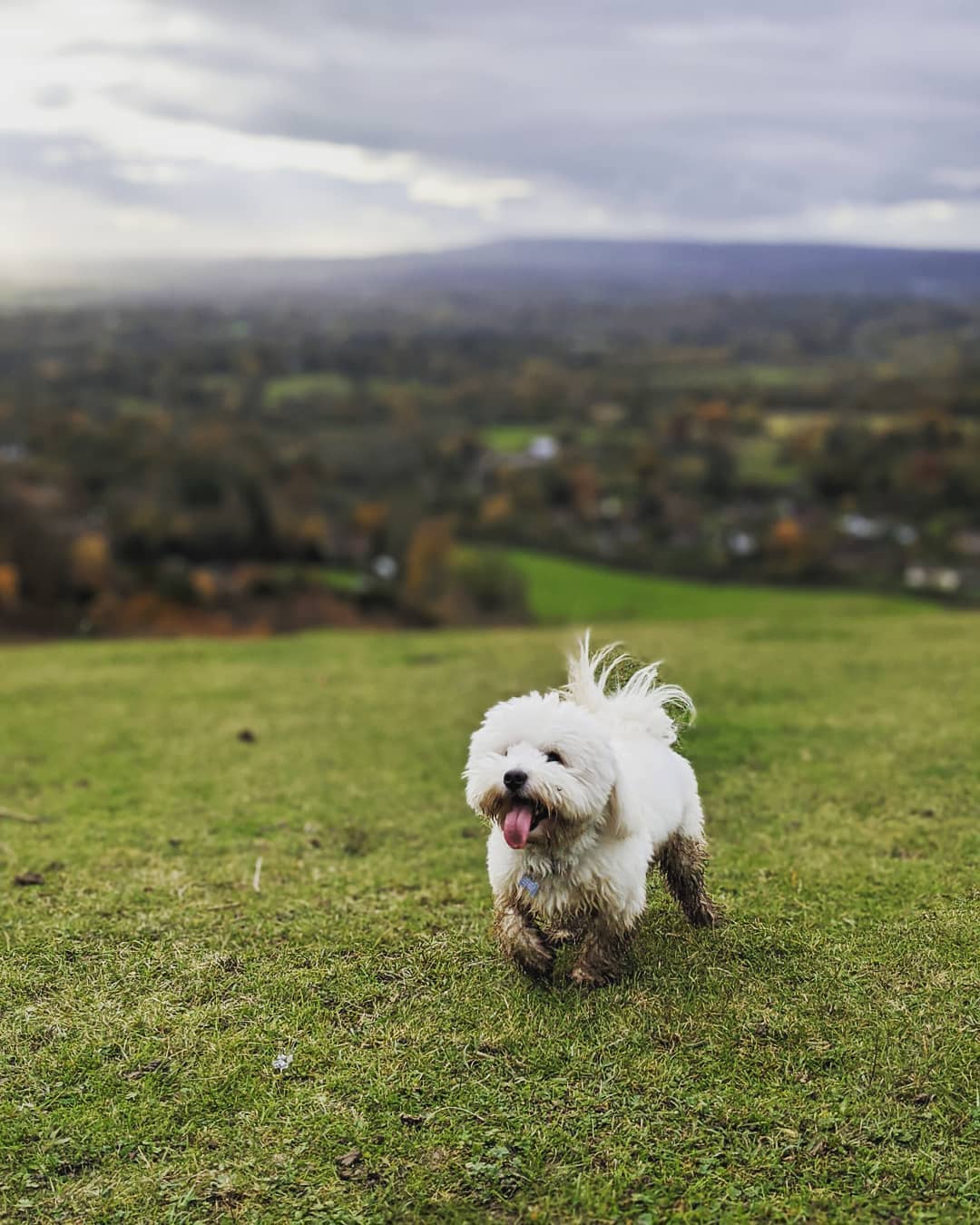 14 Astonishing Facts About Cotons de Tuléar | PetPress