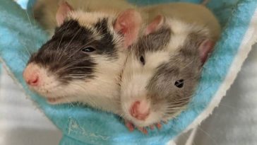 Top 550+ Best Names for Pet Rats - The Ultimate Rat Name List | PetPress