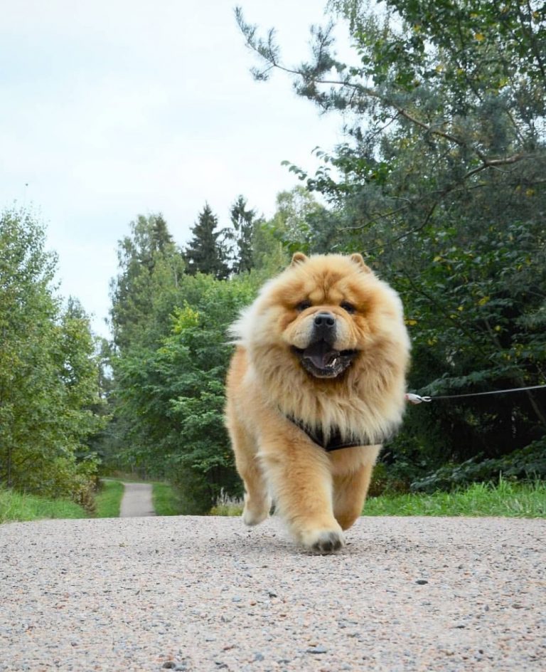 14 Funny Chow Chow Pictures That Will Make Your Day Happy | Page 3 of 3 ...