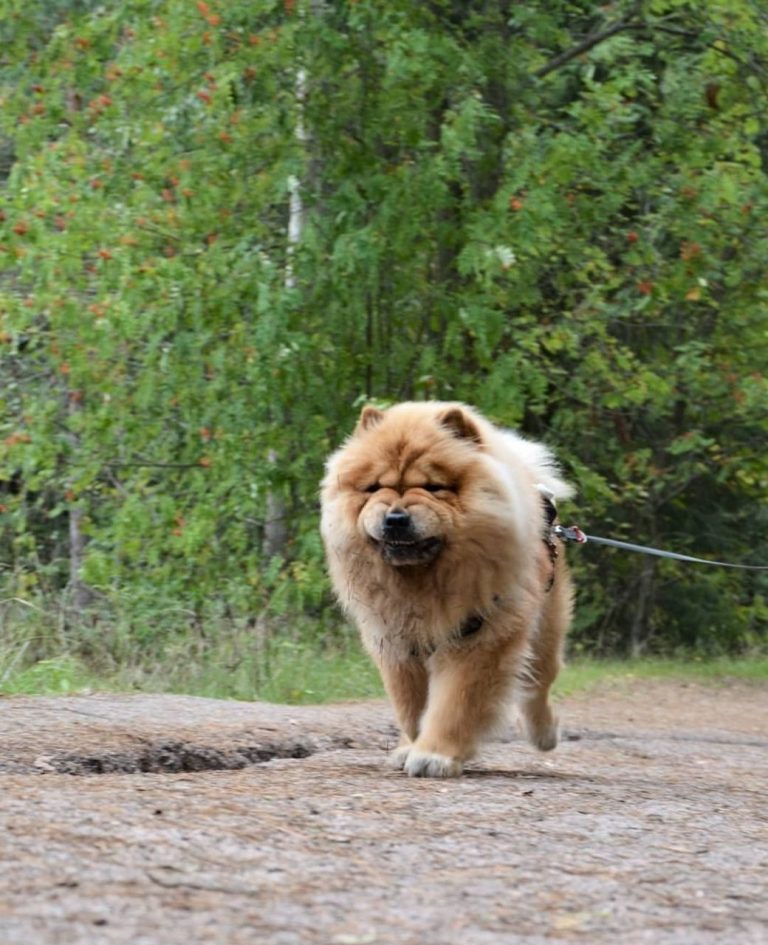 14 Funny Chow Chow Pictures That Will Make Your Day Happy | Page 3 of 3 ...